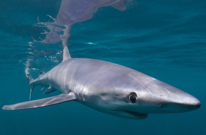 RI Shark Week 2012 | Go Local Prov